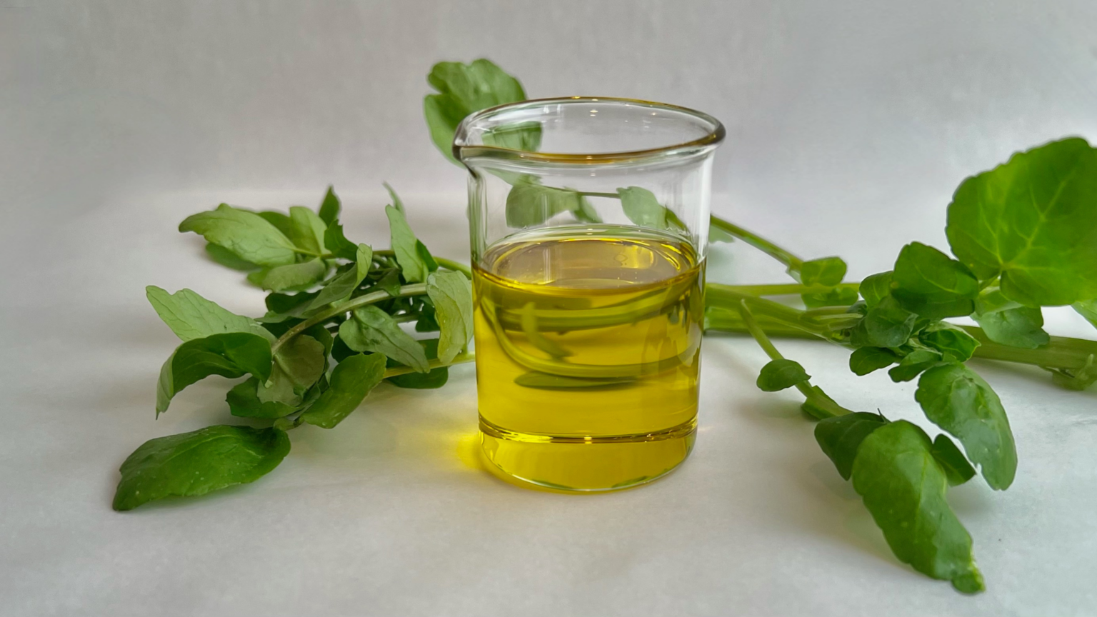 Pigments in Botanical Oils – The Lipid Oils Academy