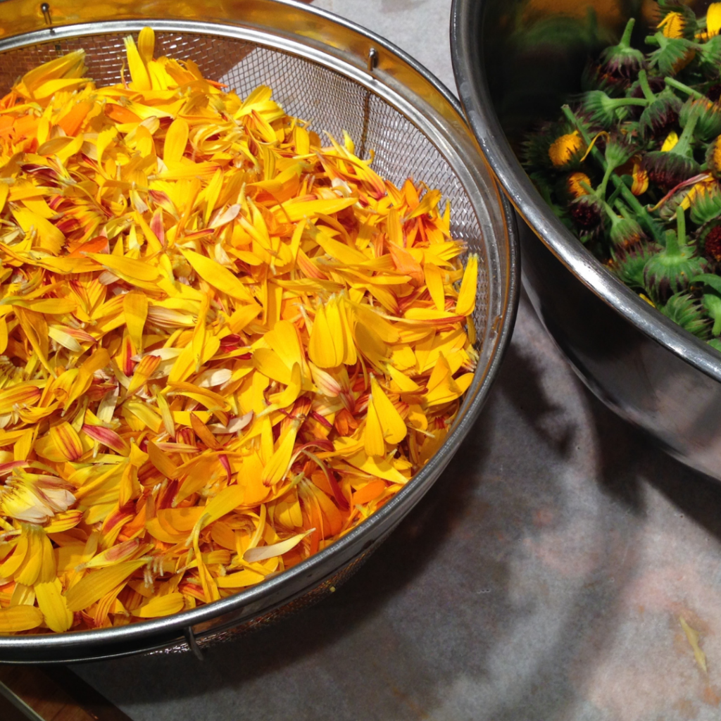 Oils for Infusing Botanicals – The Lipid Oils Academy