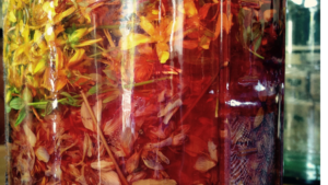 Oils for Infusing Botanicals – The Lipid Oils Academy